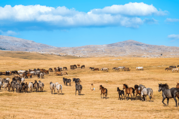 Die Wildpferde von Livno in Bosnien und Herzegowina