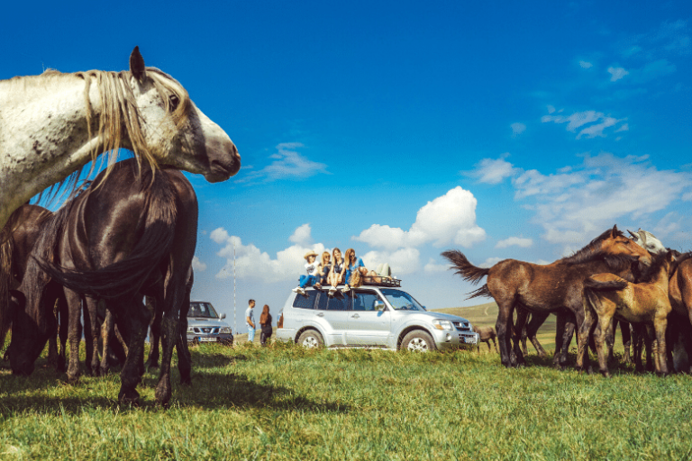 Die Wildpferde von Livno in Bosnien und Herzegowina