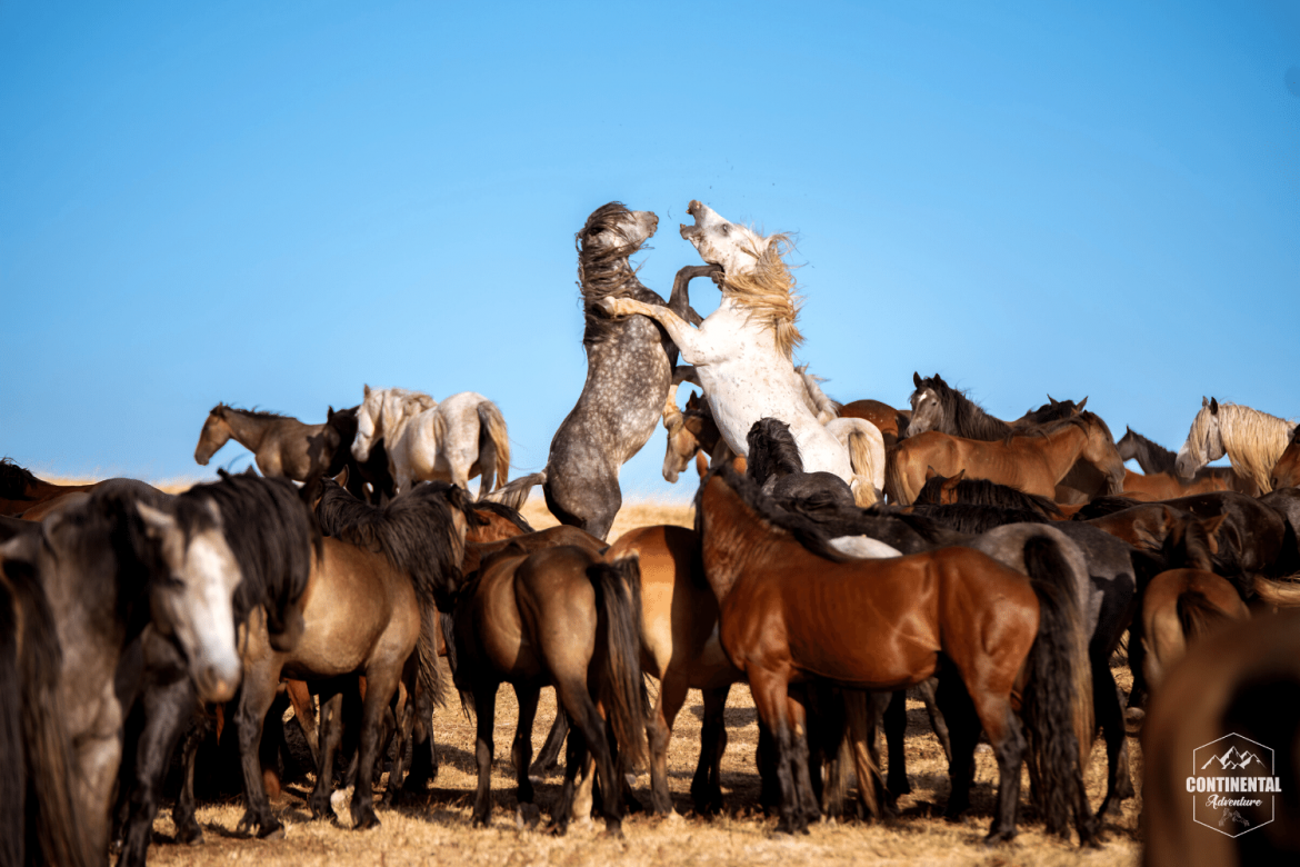 Die Wildpferde von Livno in Bosnien und Herzegowina