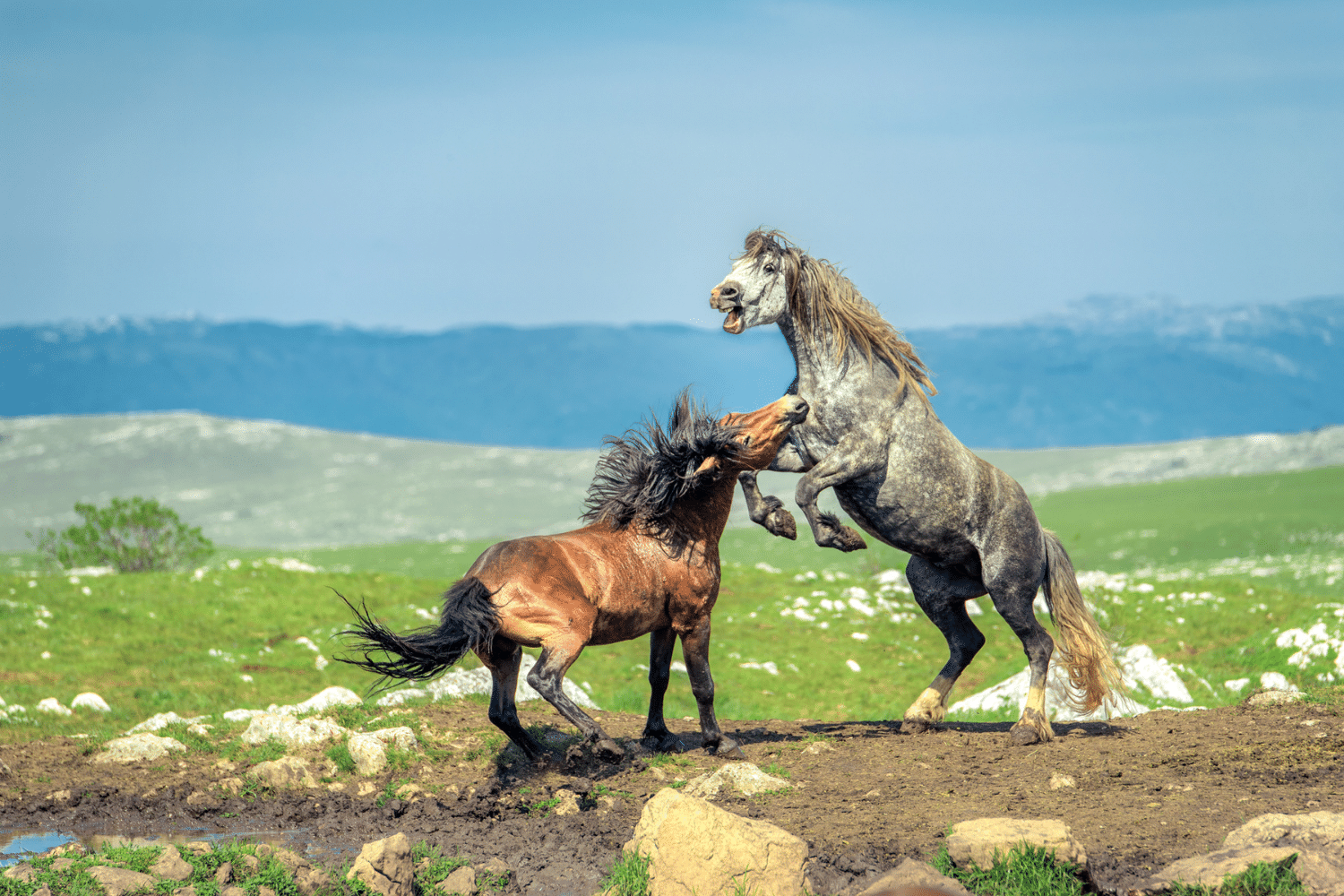 Die Wildpferde von Livno in Bosnien und Herzegowina